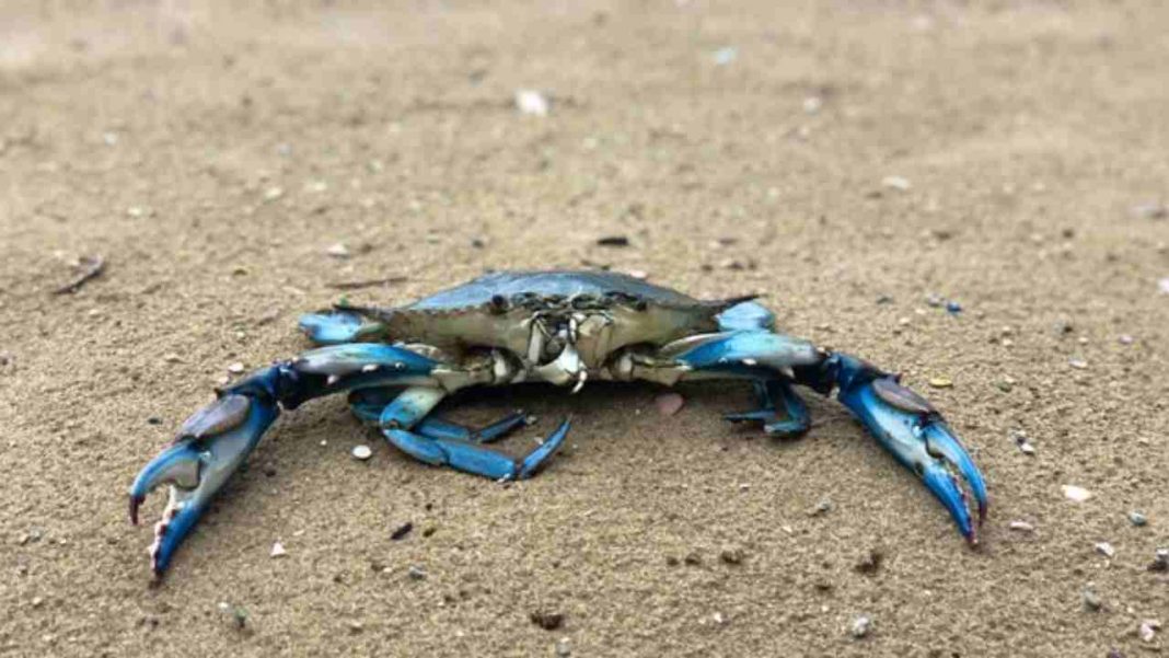 Invasione di granchi blu in Italia: è oro, il prezzo è alle stelle ...