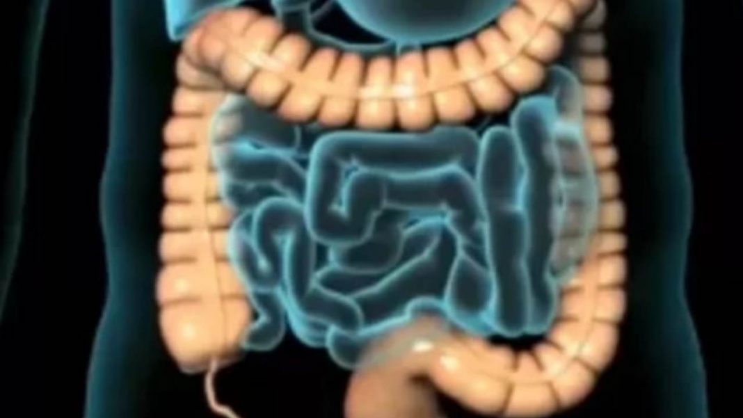 Intestino, la pancia è il nostro secondo cervello: ecco perché