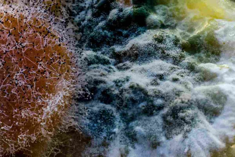 Funghi della pelle, come affrontarli nel modo migliore