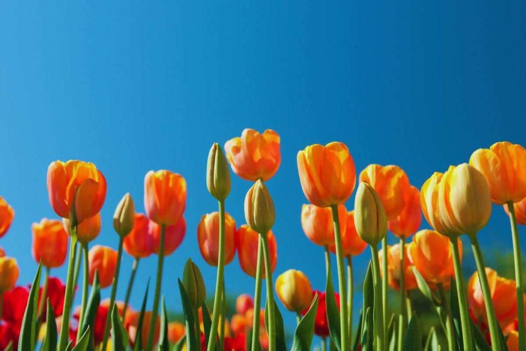 Equinozio di primavera 2025, quando arriva e cos'è: l'estate è vicina ...