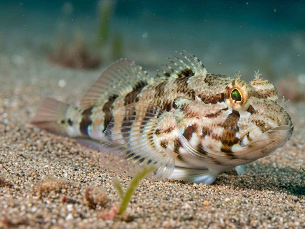 La fauna marina è più abbondante sulle bombe della Seconda Guerra ...